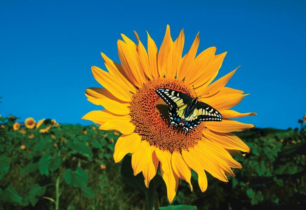 Transitions Vantage: A Game-Changing Polarised Photochromic Lens - mivision