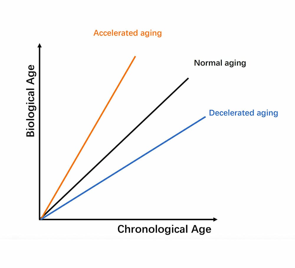 Retinal Age: A Novel Biomarker of Ageing - mivision