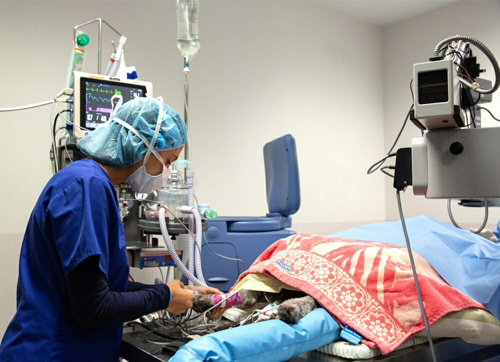 A Different Set of Eyes: Veterinary Ophthalmology - mivision