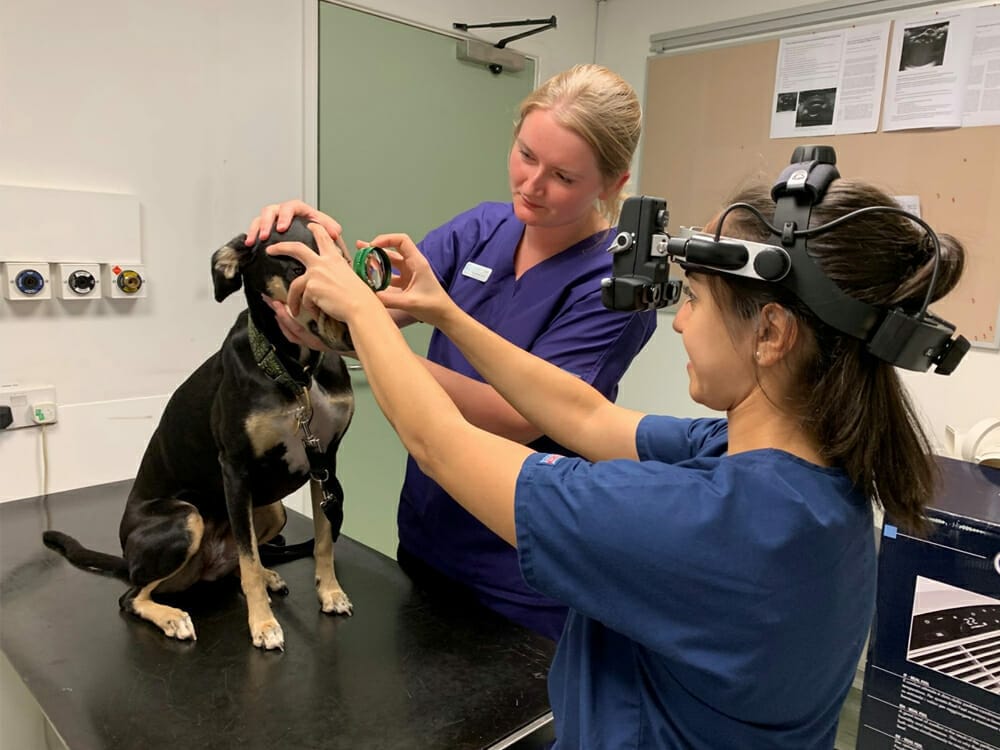 A Different Set of Eyes: Veterinary Ophthalmology - mivision