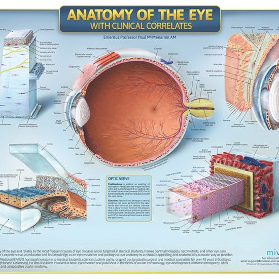 Vizo-PF Dorzolatim - mivision