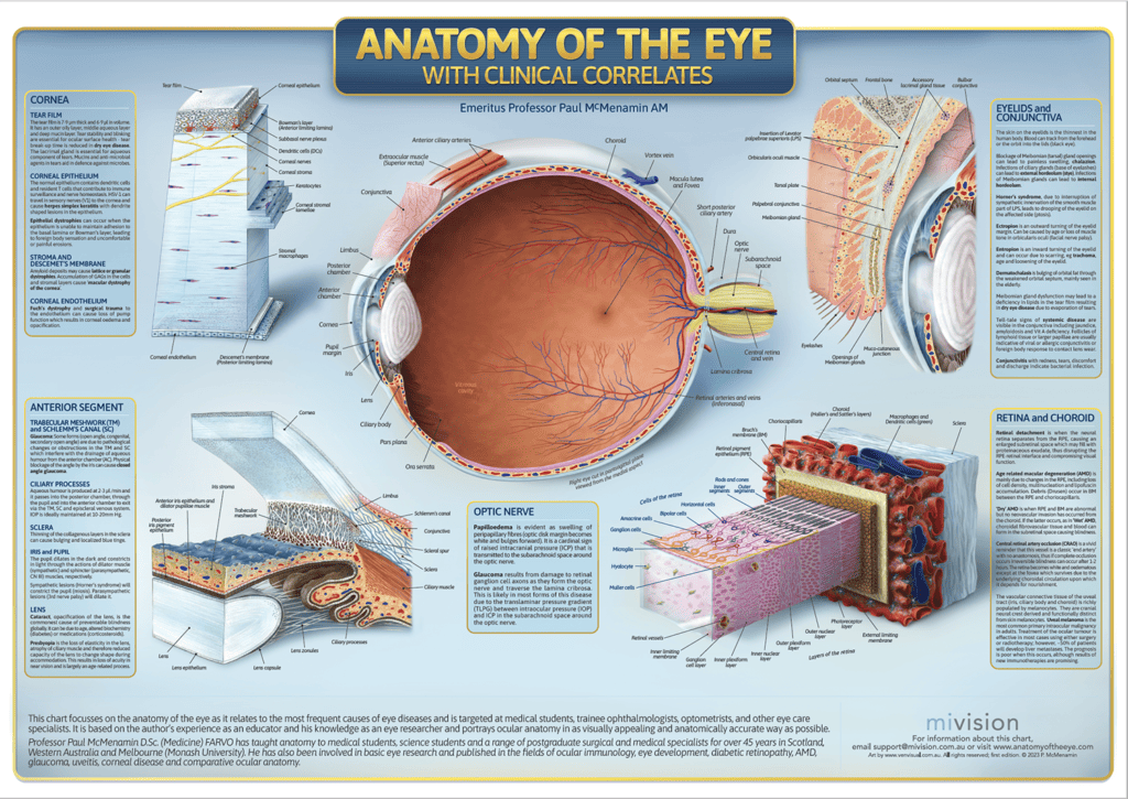 Anatomy of the Eye Resource Launched - mivision