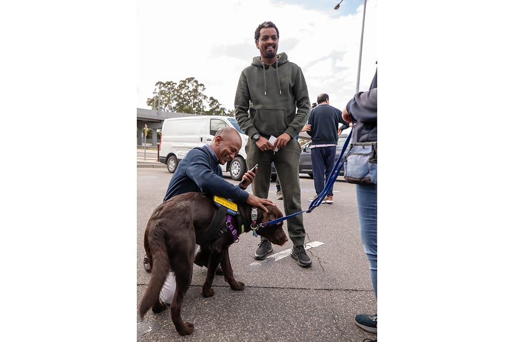 Taxis, Rideshare Target of Assistance Animals Campaign - mivision